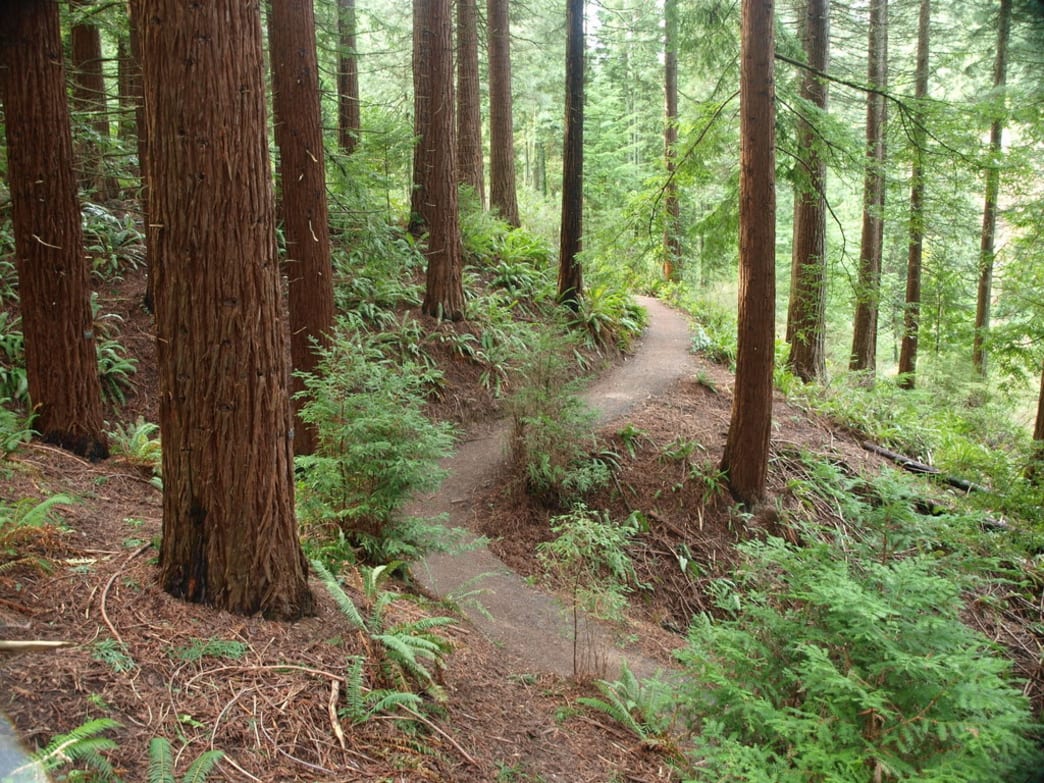 A Quick and Dirty Guide to Trail Running Near Portland – Grafletics®
